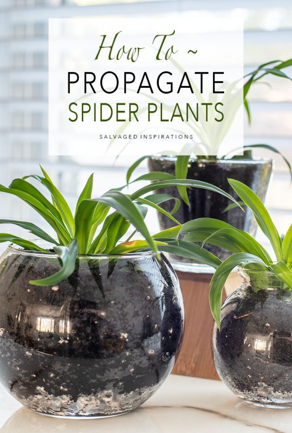 How To Propagate Spider Plants - Salvaged Inspirations
