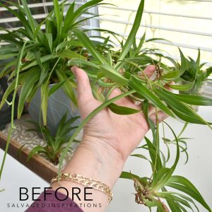 How To Propagate Spider Plants - Salvaged Inspirations