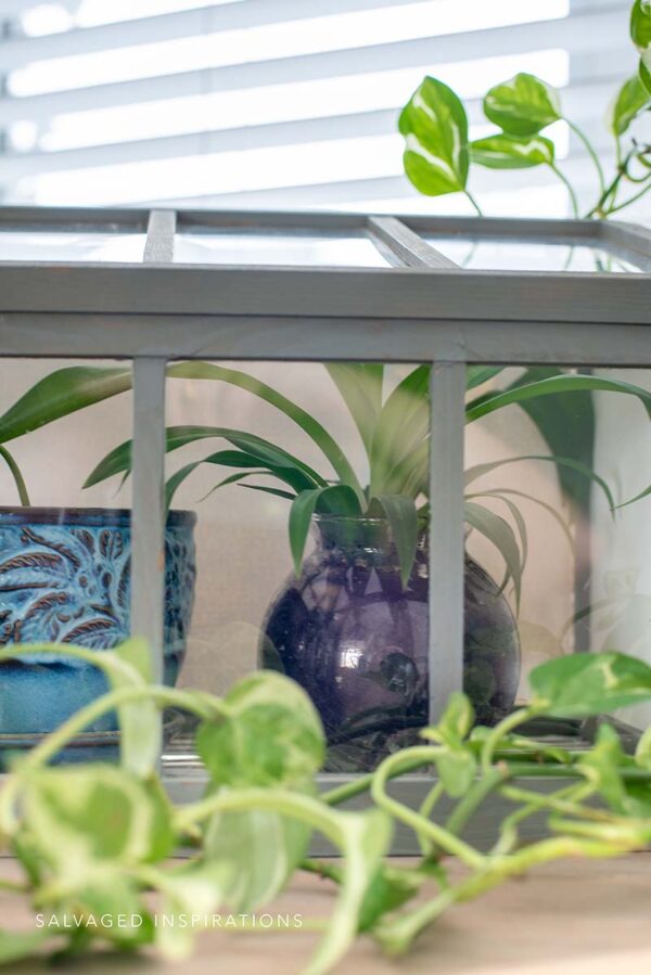 DIY Wood Terrarium Makeover - Salvaged Inspirations